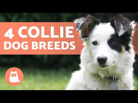 4 Types of COLLIE DOG BREEDS 🐕 Do You Know Them All?