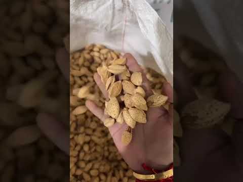 Mamra Badam - Wholesale Price & Mandi Rate for Mamra Almonds in India