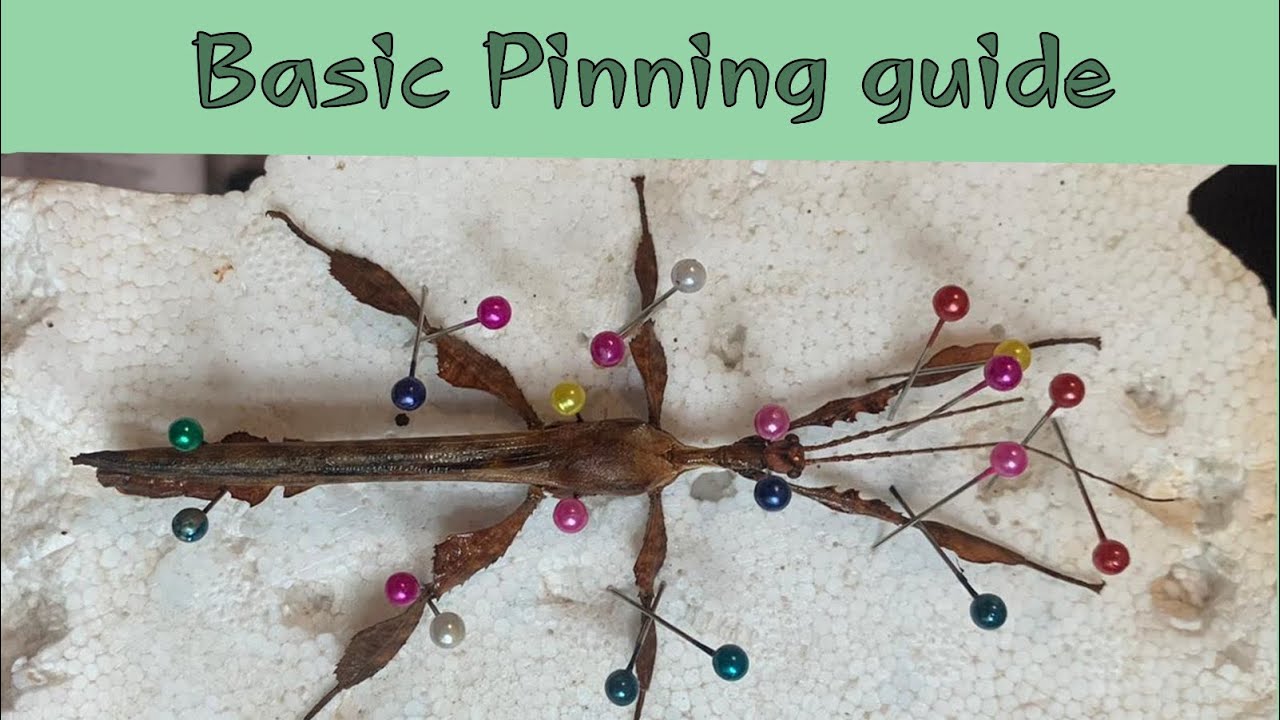 How to pin and preserve male Extatosoma tiaratum- basic
