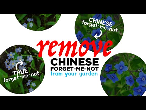 Why You Must Kill Chinese Forget-Me-Nots