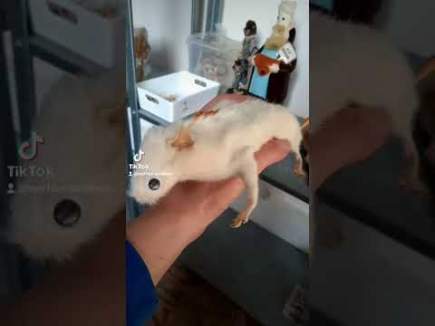 Dead Rat