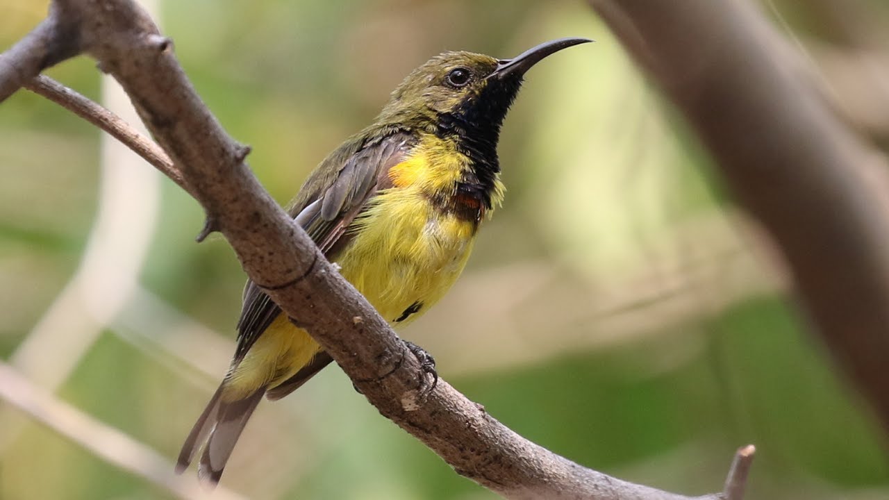 Olive backed Sunbird Sound (Subsong) | Cinnyris jugularis