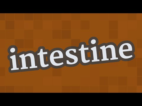 INTESTINE pronunciation • How to pronounce INTESTINE