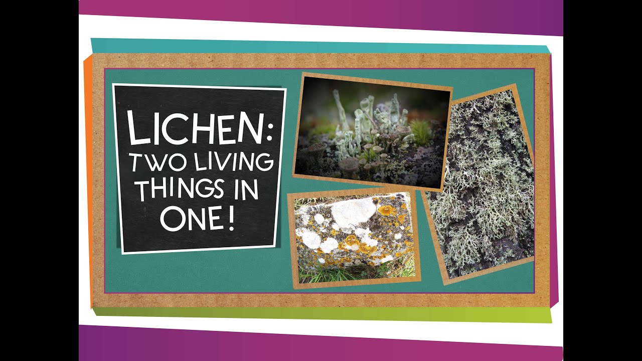 Lichen: Two Living Things In One | Biology for Kids