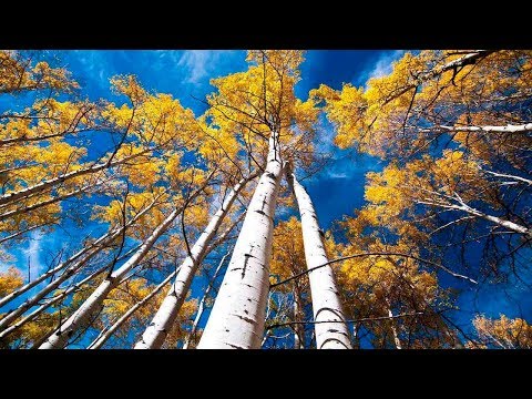 10,000 Year Old Trees | 10,000 Subscribers Special