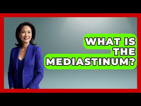 What Is The Mediastinum? - The Health Brief