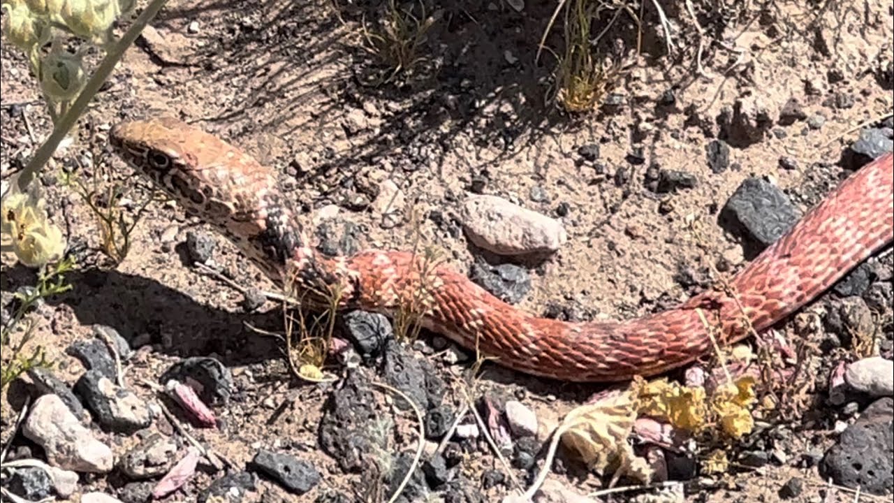The insane speed of the Red Racer Snake!