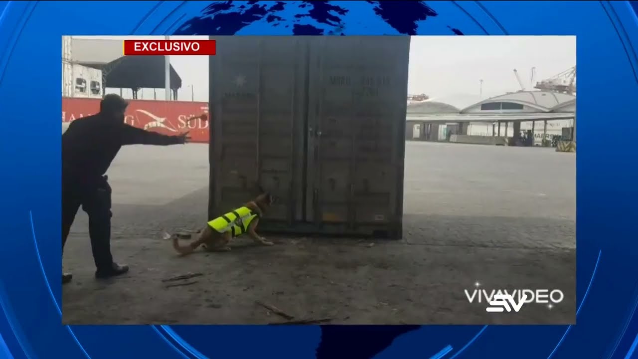 Policía decomisó una tonelada y media de cocaína que estaba oculta en un cargamento de madera