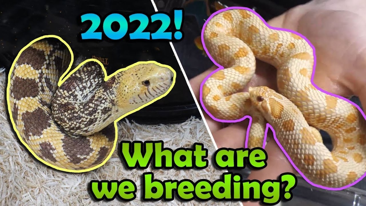 Snake Breeding Plans 2022!!