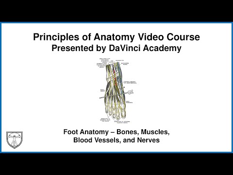 Foot Anatomy - Bones, Muscles, Blood Vessels, and Nerves [Lower Limb Anatomy 12  of 13]
