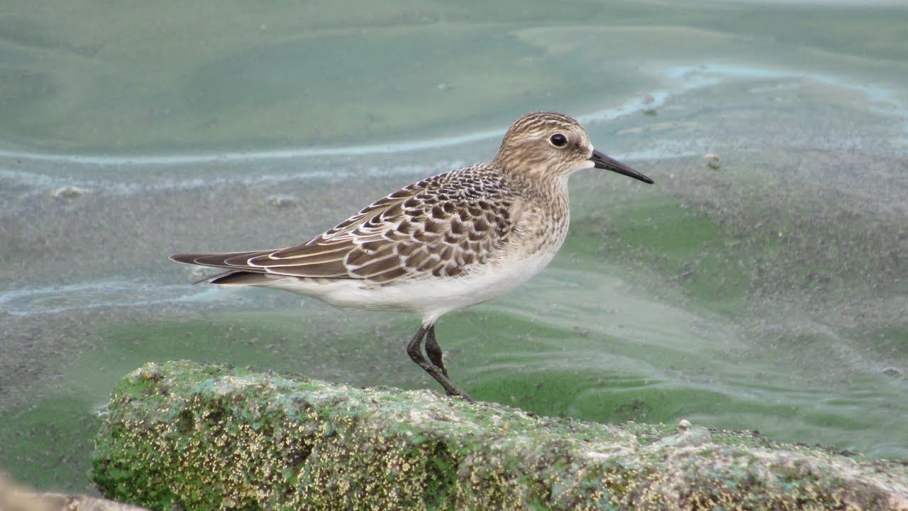 Baird's Sandpiper