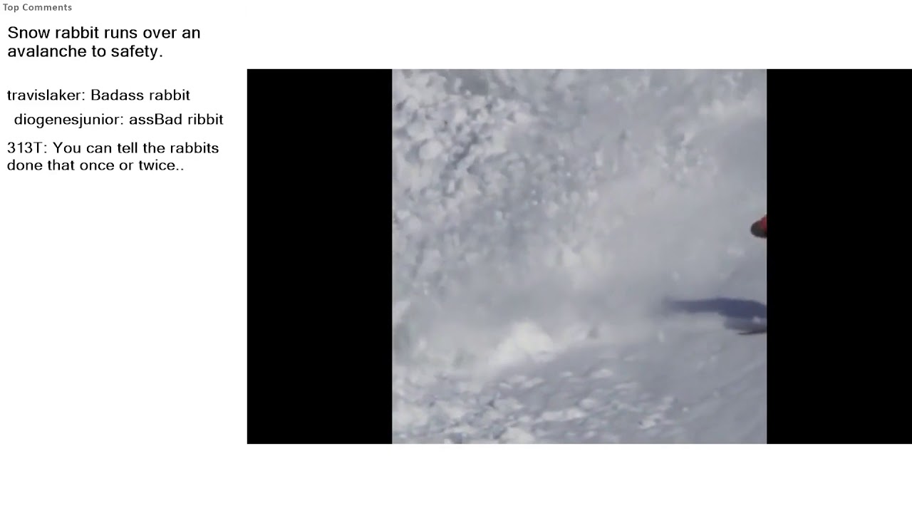 Top Reddit Video - Next F*cking LEVEL: Snow rabbit runs over an avalanche to safety.