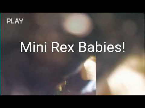 Mini Rex Babies! – Beloved Farm and Fiber