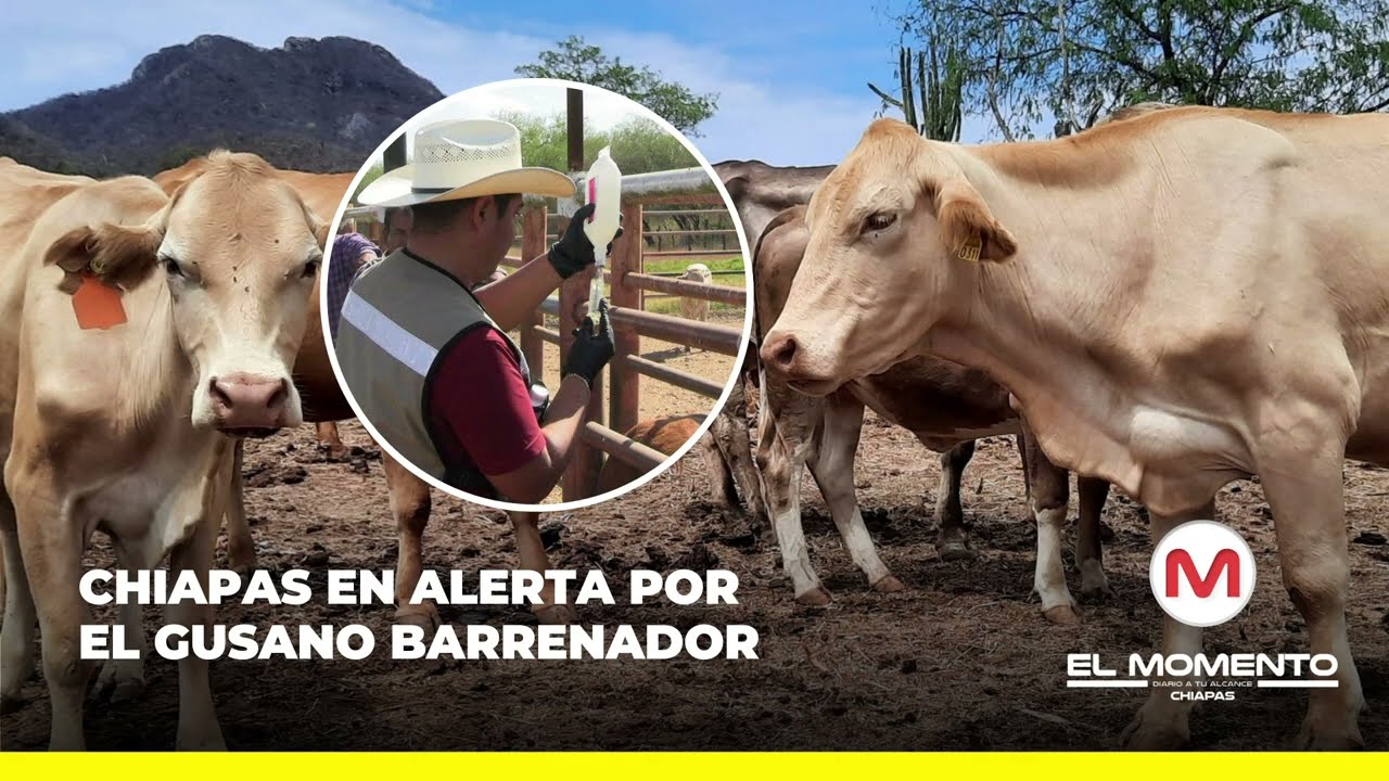 Por qué el color morado es el símbolo del 8M y del Día Internacional de ...