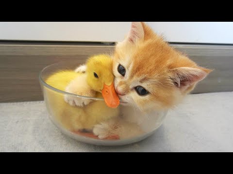 A cute kitten hugs a baby duck! Cuteness! – Therapy Bits