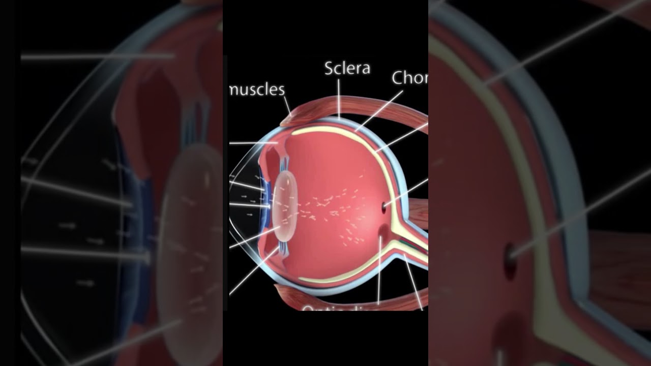#eye #anatomy #animation  human eye working principle #how our eye work #eyecare #soec