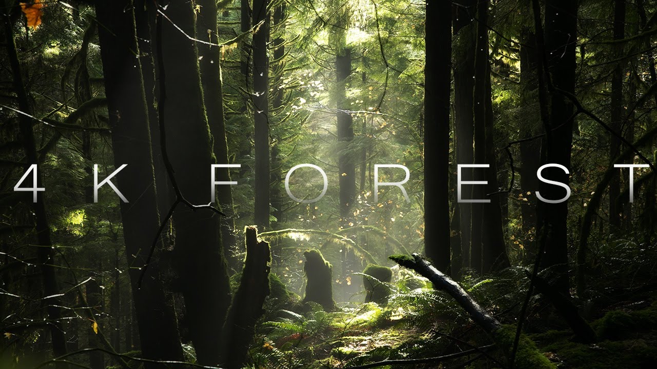 4K Forest - Cinematic Forest - 4K Nature Video Ultra HD