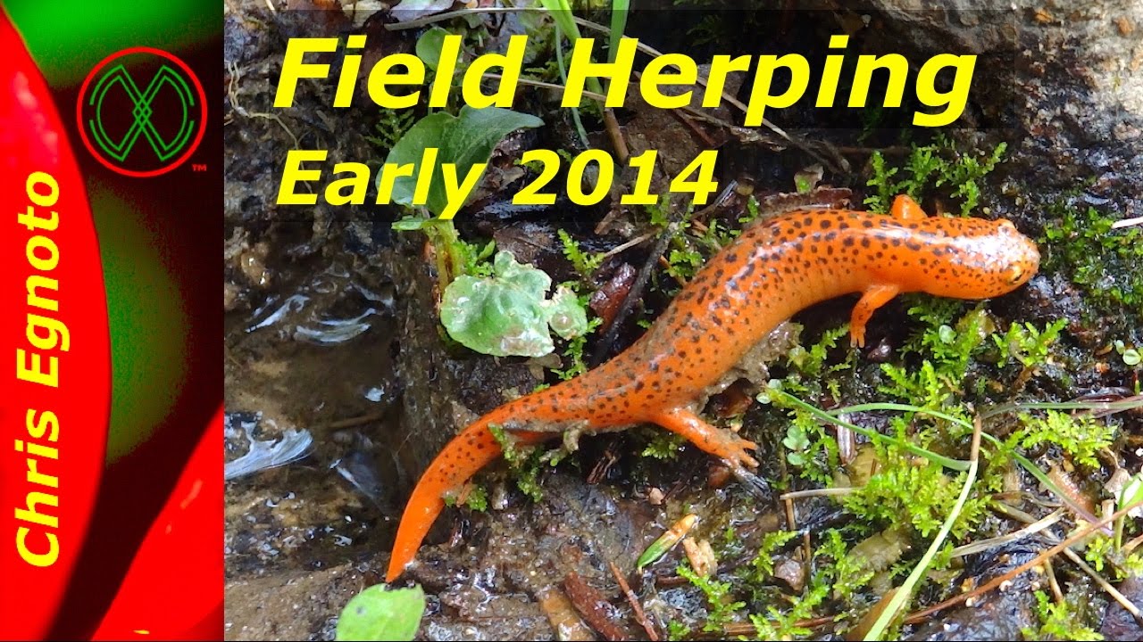 Field Herping 2014! (looking for reptiles and amphibians)