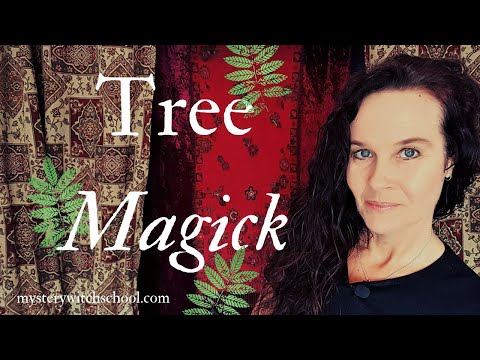 The Power of Trees -  How to Connect to Nature