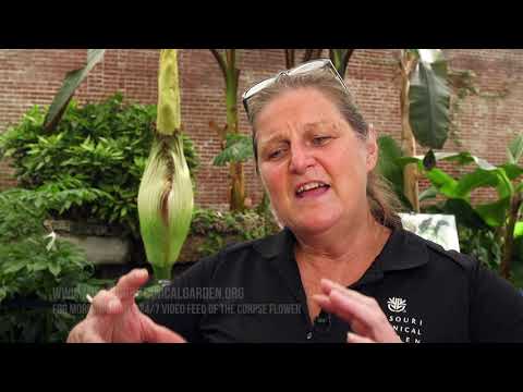 Corpse Flower To Bloom at MoBot
