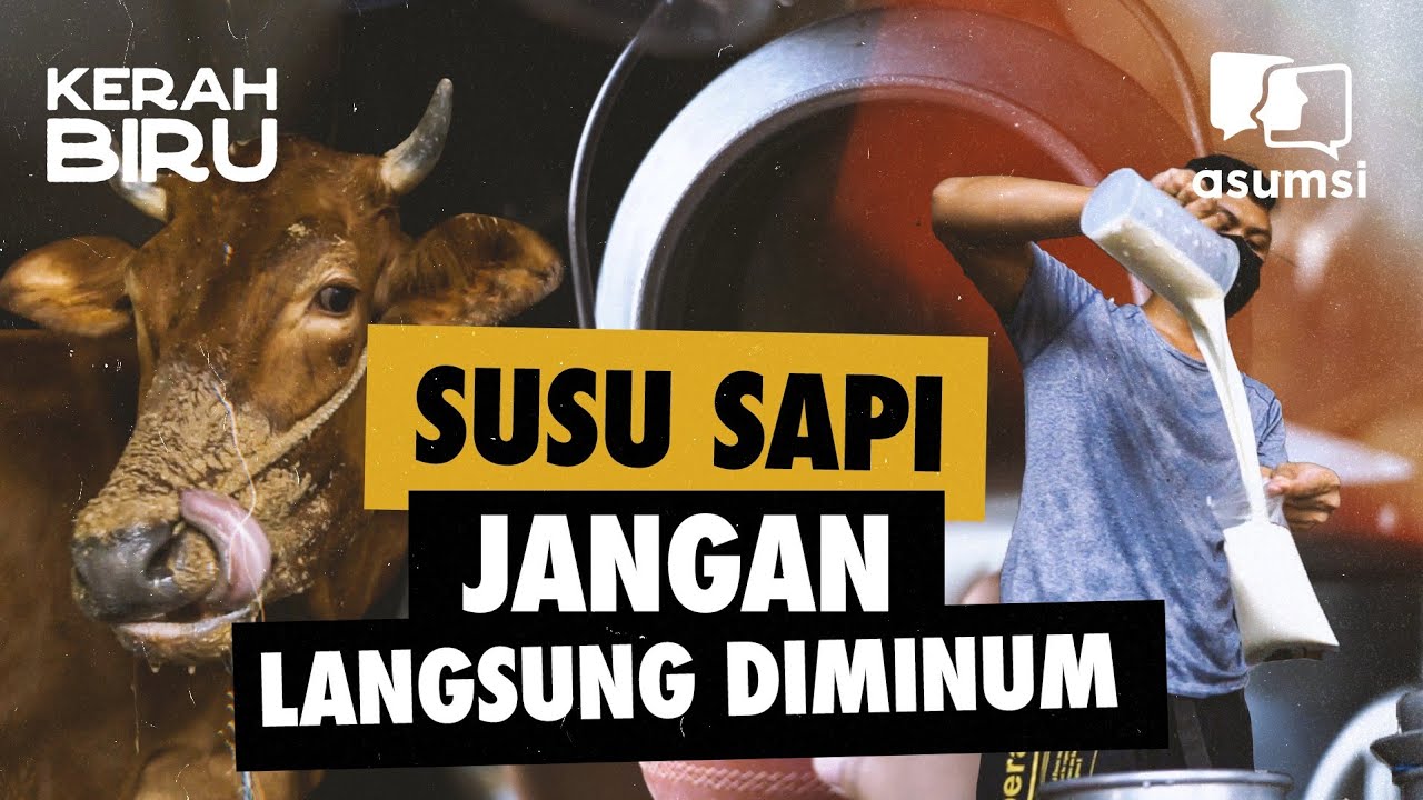 Kerah Biru: Kisah Pemerah Sapi, Inspirasi dari Bisnis Peternakan | Asumsi