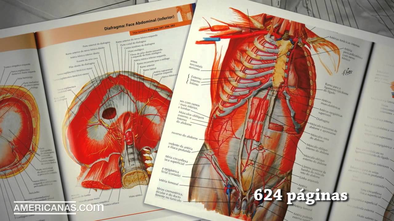 Americanas.com | Livro - Atlas de Anatomia Humana