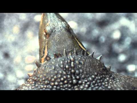 Spiny Softshell (Apalone spinifera)