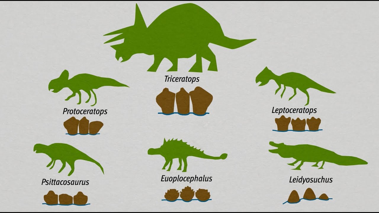 How Triceratops’ Teeth Evolved to Help them Compete