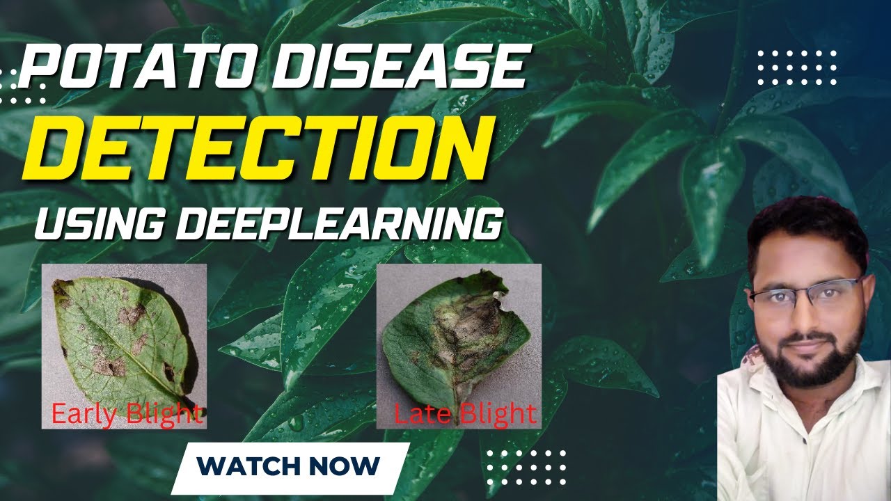 Potato Plant Disease Classification and Detection Using Deeplearning and Python 2022-23| 100% code