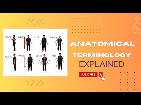 "Understanding Basic Anatomical Terms: Anterior, Posterior, and More Explained/#physiotherapy