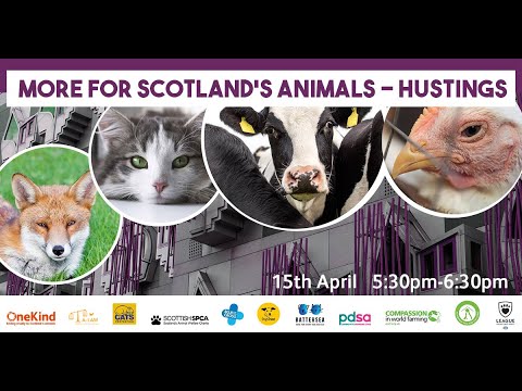 Political hustings on animal welfare in Scotland now available to view ...