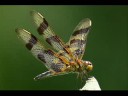 Dragonflies on "Gossamer Wings"
