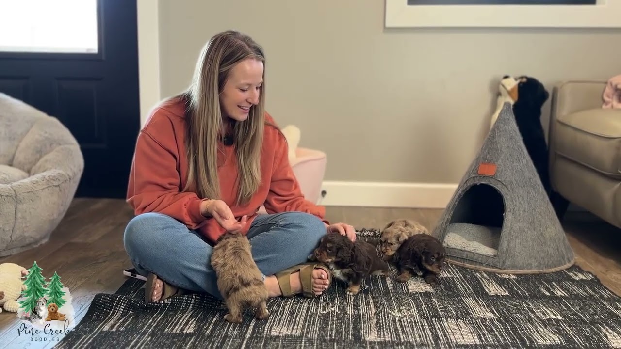 Lilly's Aussiedoodle Litter Update!