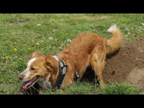 Stop Dog from Digging: Reasons Dogs Dig and Tips to Stop It