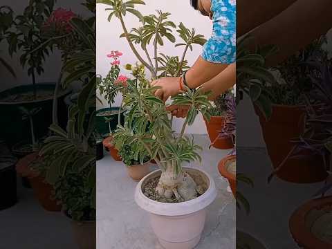 Adenium plant Pruning #adenium #pruning #desertrose