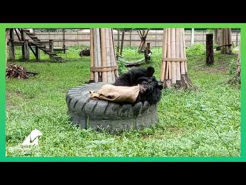 Kevin the happy rescued bear!