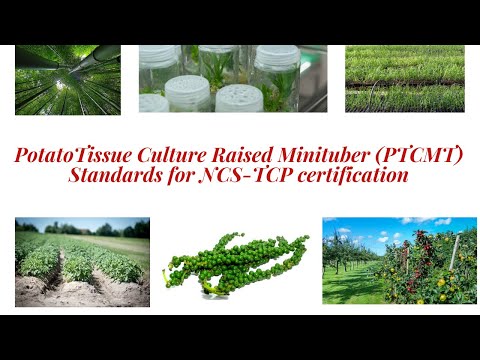 Potato Tissue Culture Raised Minituber (PTCMT) Standards for NCS-TCP micropropagation certification