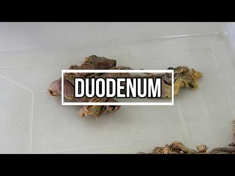 Duodenum - gross anatomy