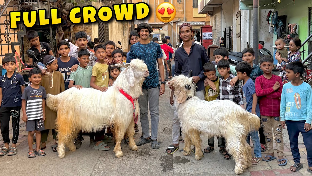 Full Heavy Crowd For Kashmiri Bakre 😍 || MD ANAs VLOGs