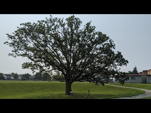 Trees for all: Achieving equity in the tree canopy