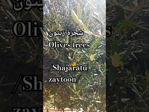 How to say "Olives tree π΄"in Levantine dialects π΅πΈπ―π΄π±π§πΈπΎ #arabic #levantine #learnarabic