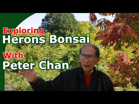 Peter Chan: Guided Tour Of Herons Bonsai