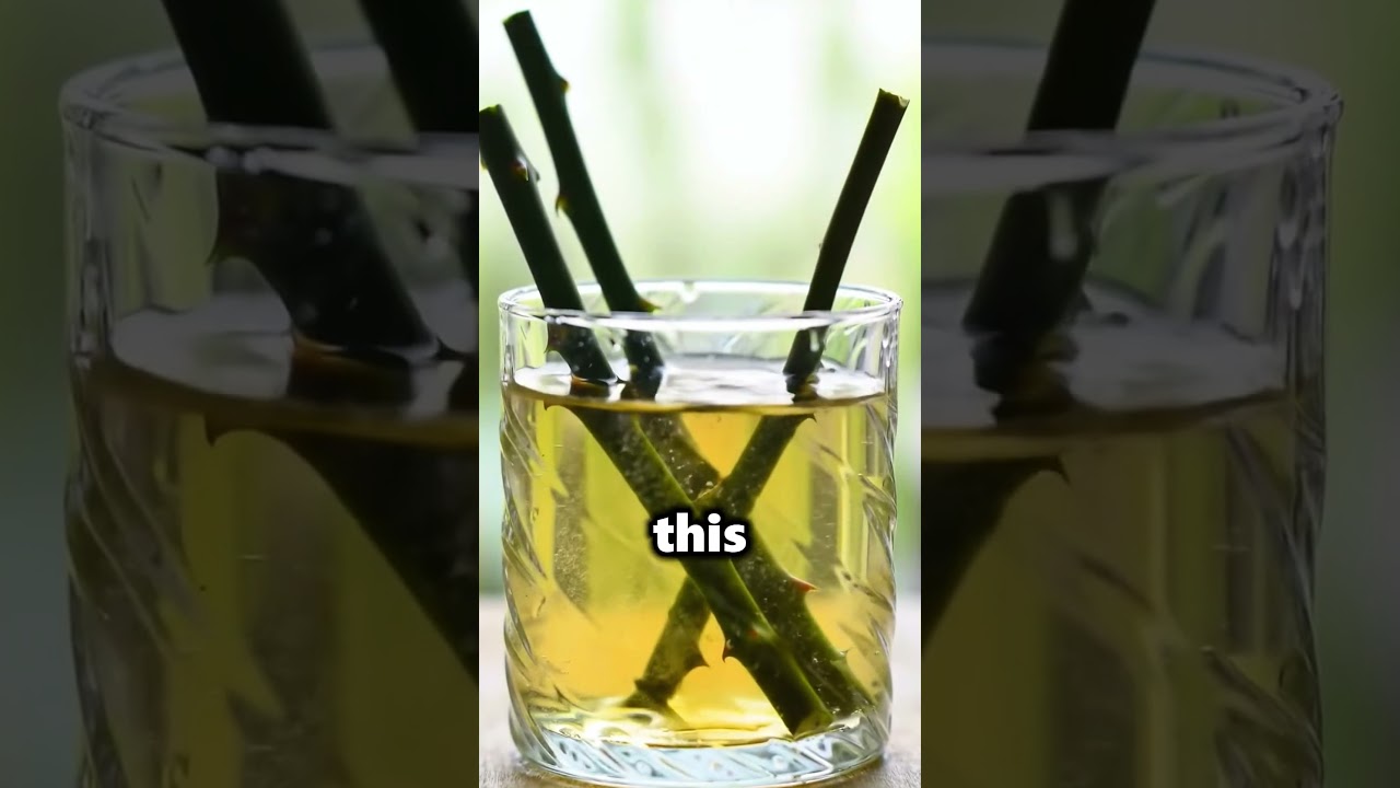 The best way to root any cutting in 24 hours #garden #gardening