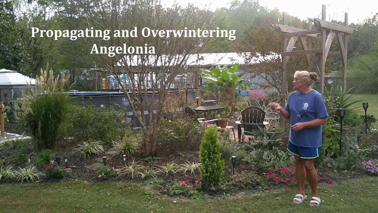 How To Propagate & Over Winter Angelonia