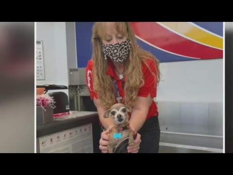 Texas couple unknowingly brings their 5 pound Chihuahua to airport in suitcase | FOX 7 Austin