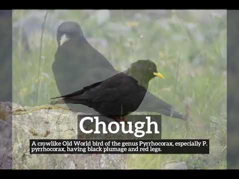 How Does Chough Look? | What is Chough? | How to Say Chough in English?