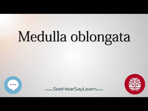 Medulla oblongata   Anatomy of the Brain   SeeHearSayLearn 🔊