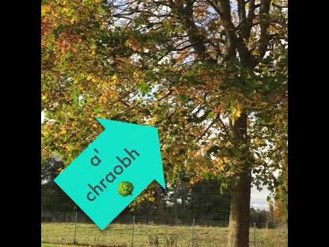 Latha Foghair - Autumn Day