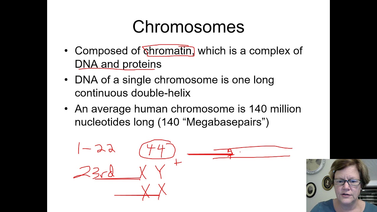 BIOL 1406 Chapter 10 Recorded Lecture