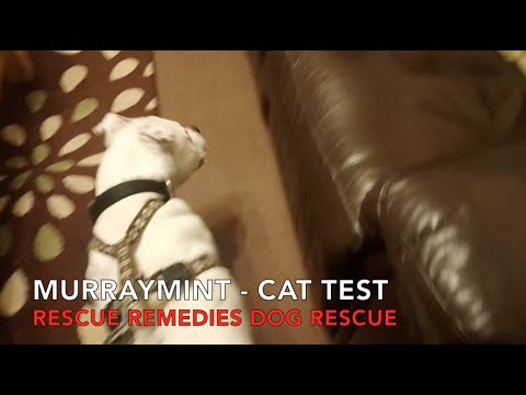 Rescue Remedies Dog Rescue - MurrayMint cat test